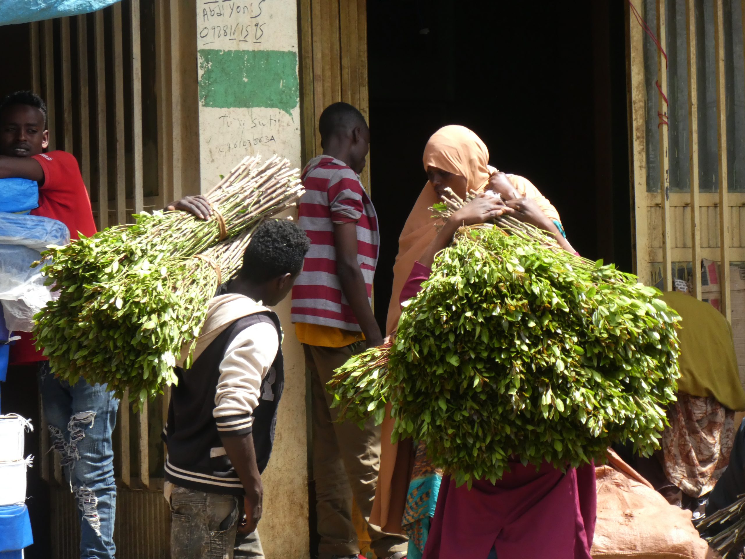 Le Khat à Harar en Éthiopie - Harmony Ethiopian Tours